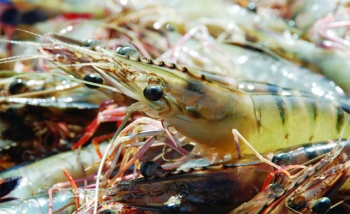 Con tôm Việt Nam – Tạp chí Thủy sản Việt Nam