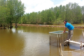 Trăn trở nuôi tôm dưới tán rừng – Tạp chí Thủy sản Việt Nam