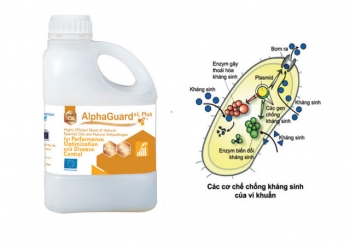 AlphaGuard*L Plus thay thế kháng sinh trong nuôi trồng thủy sản – Tạp ...