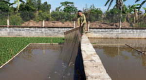 Thế mạnh ba ba gai – Tạp chí Thủy sản Việt Nam