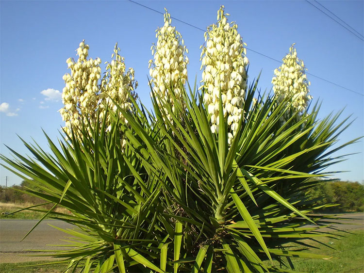 Lưu ý sử dụng Yucca trong ao nuôi tôm – Tạp chí Thủy sản Việt Nam