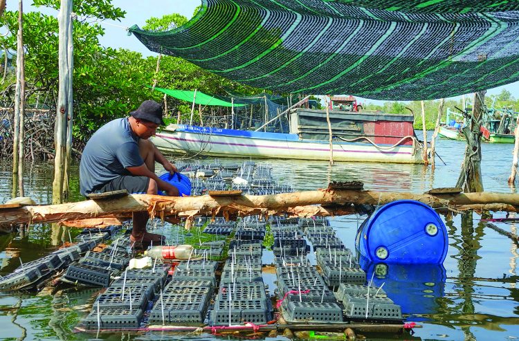 Nuôi cua biển trong hộp nhựa dưới tán rừng – Tạp chí Thủy sản Việt Nam